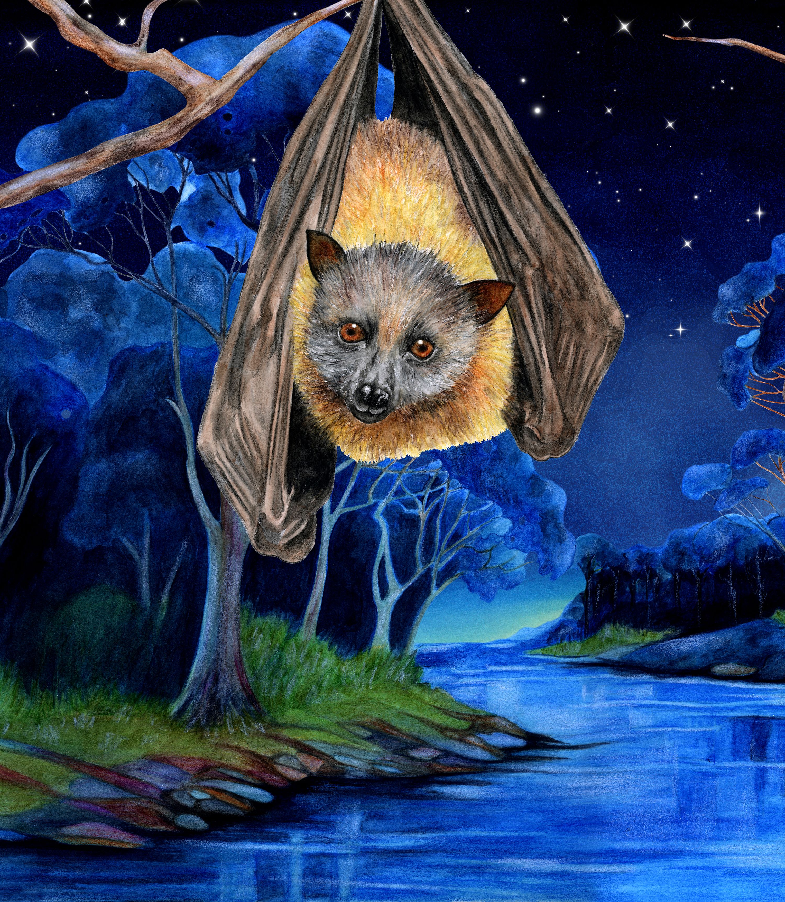 FLICK the flying fox